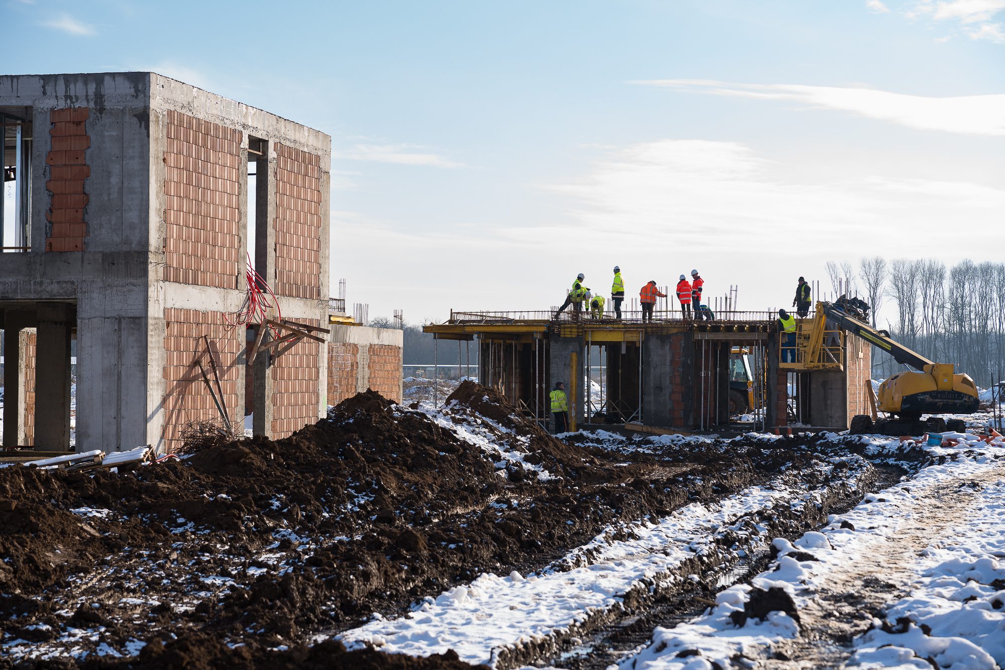 Amber Forest Project Status - Februarie 2023 - Amber Forest